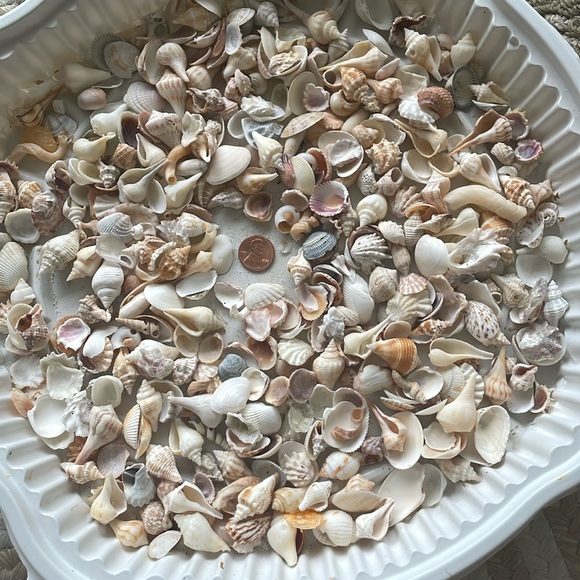 Other | Shells | Poshmark